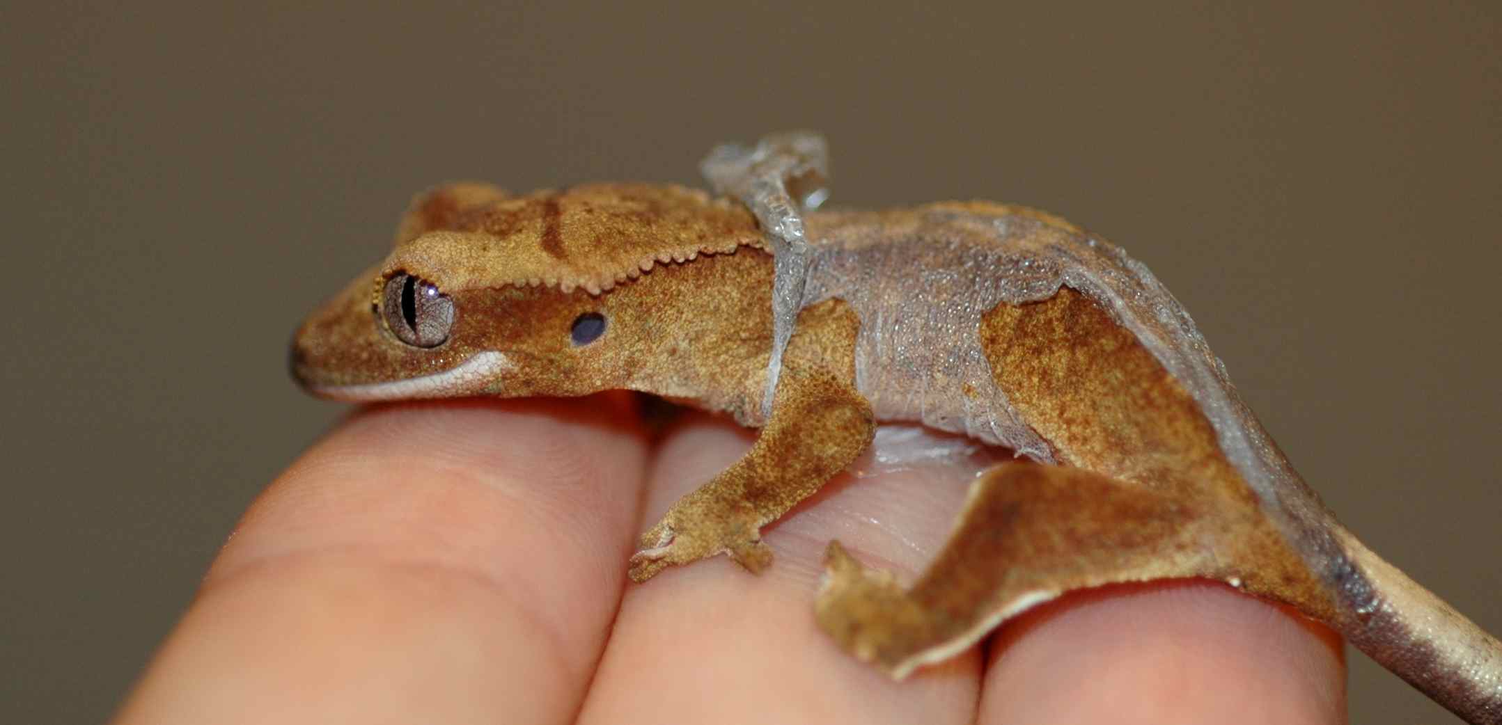 Another baby gecko! | Tough Little Birds