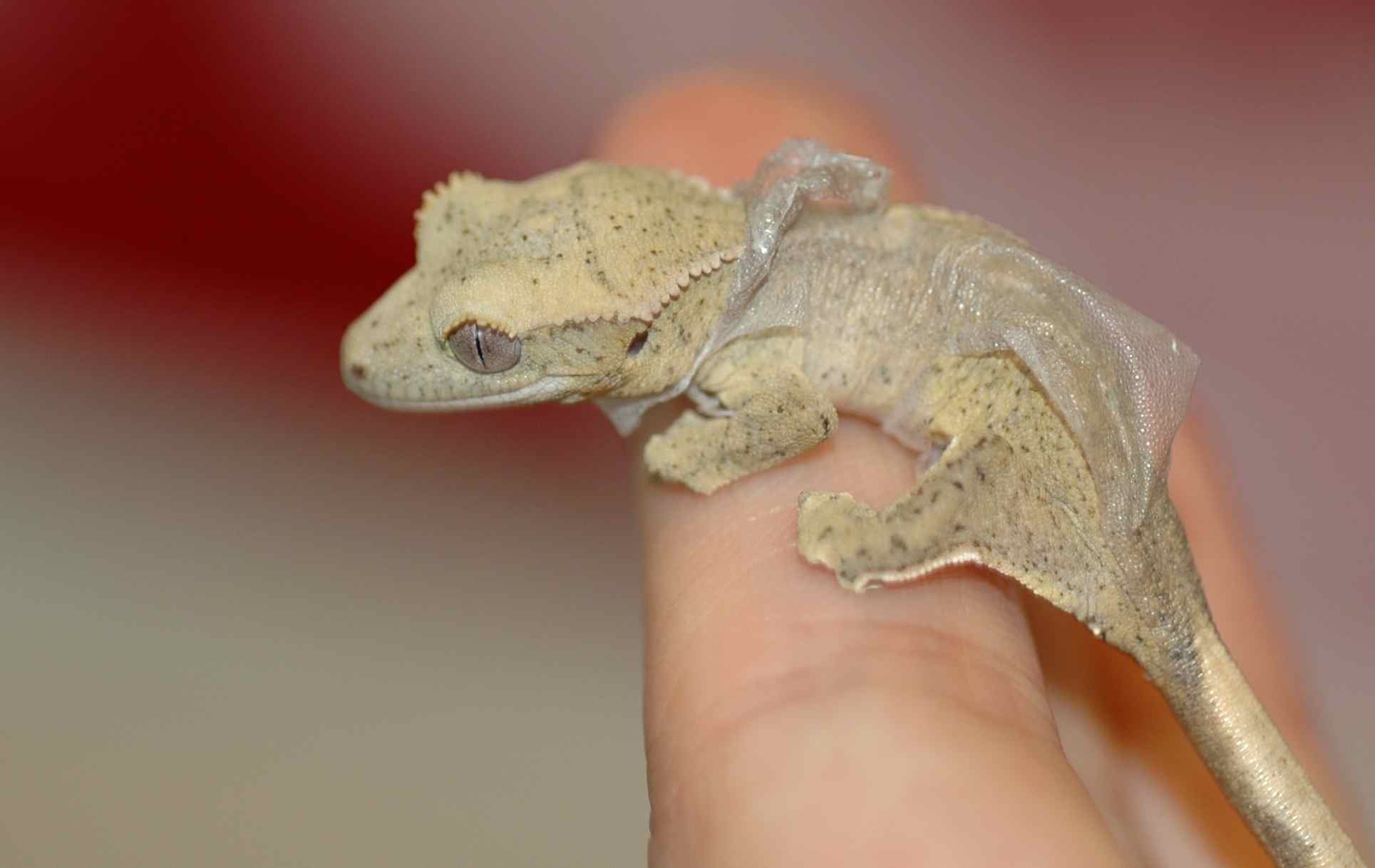 Another baby gecko! | Tough Little Birds
