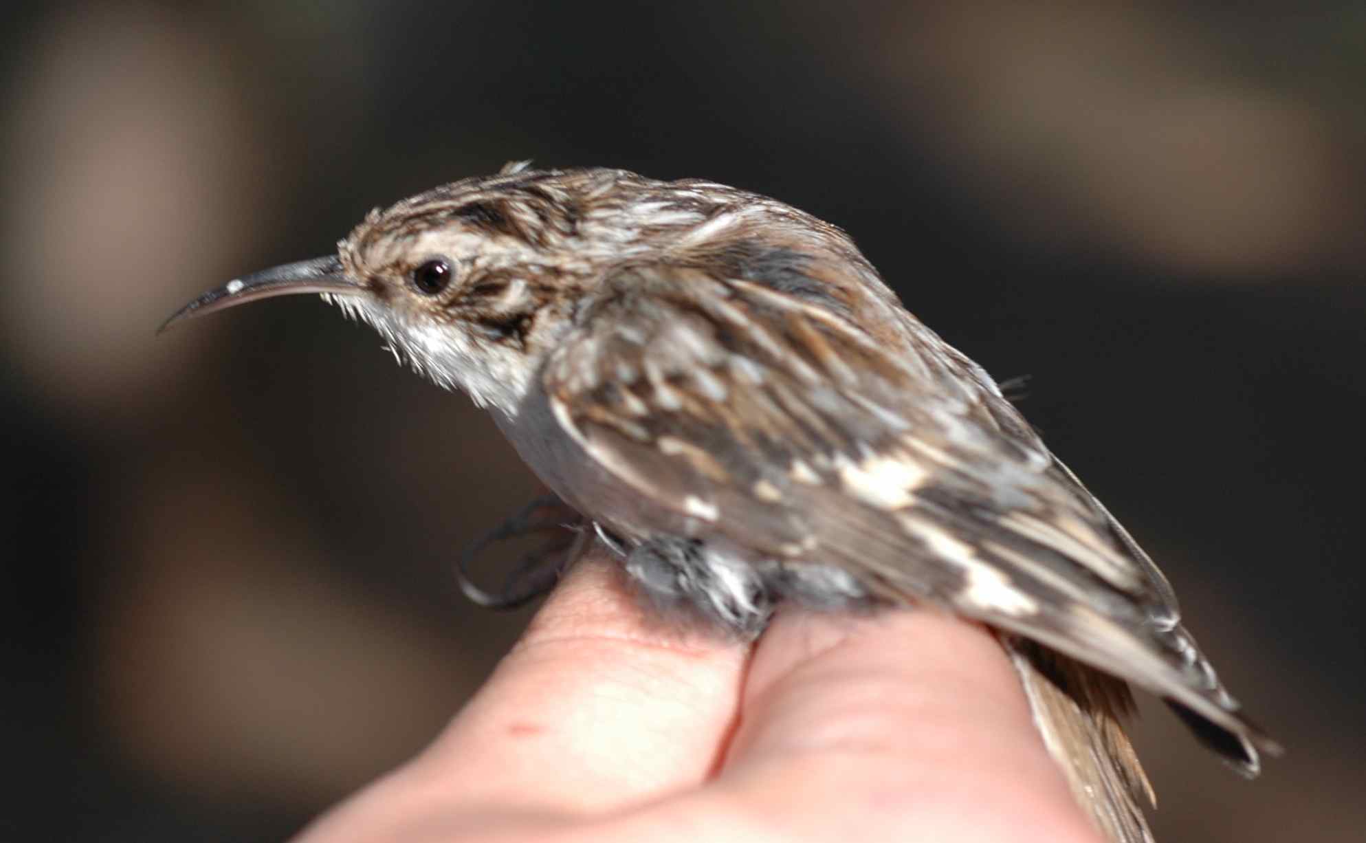 Angry bycatch | Tough Little Birds