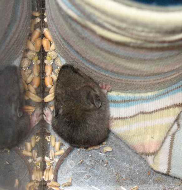 Natural selection makes the best mice | Tough Little Birds