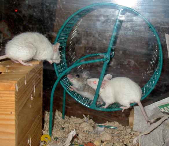 Natural selection makes the best mice | Tough Little Birds