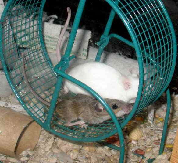 Natural selection makes the best mice | Tough Little Birds