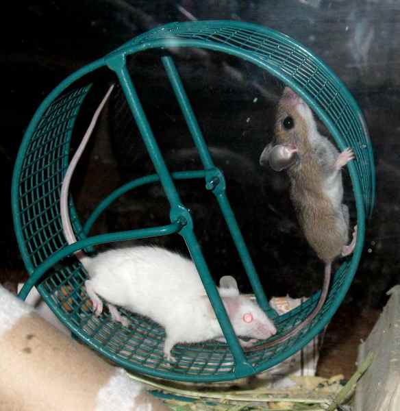 Natural selection makes the best mice | Tough Little Birds