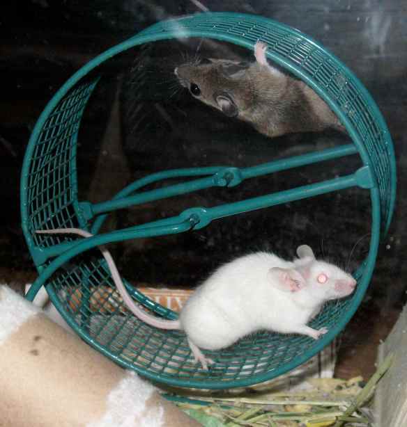 Natural selection makes the best mice | Tough Little Birds