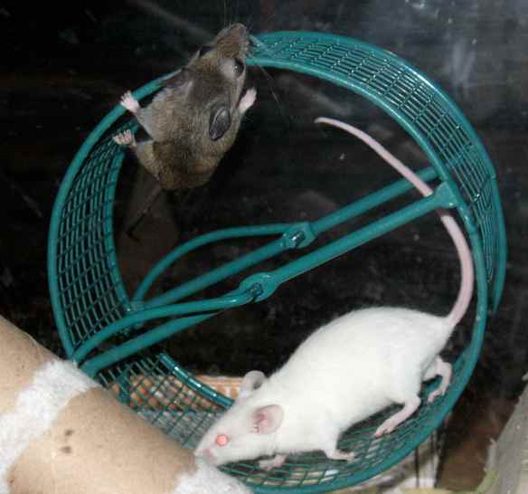 Natural selection makes the best mice | Tough Little Birds