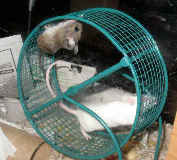 Natural selection makes the best mice | Tough Little Birds