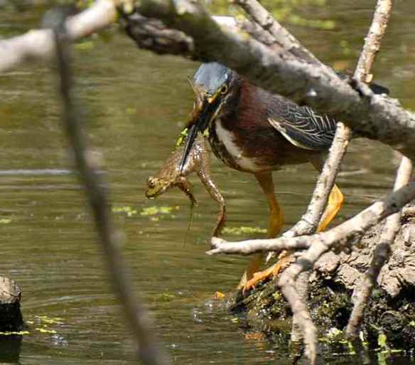 Scary birds | Tough Little Birds
