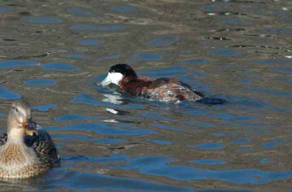 Awkward duck candids | Tough Little Birds