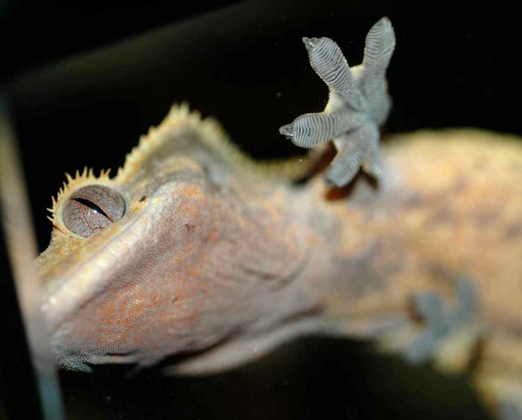 How do geckos stick? | Tough Little Birds
