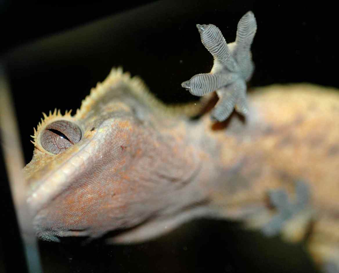 How do geckos stick? | Tough Little Birds