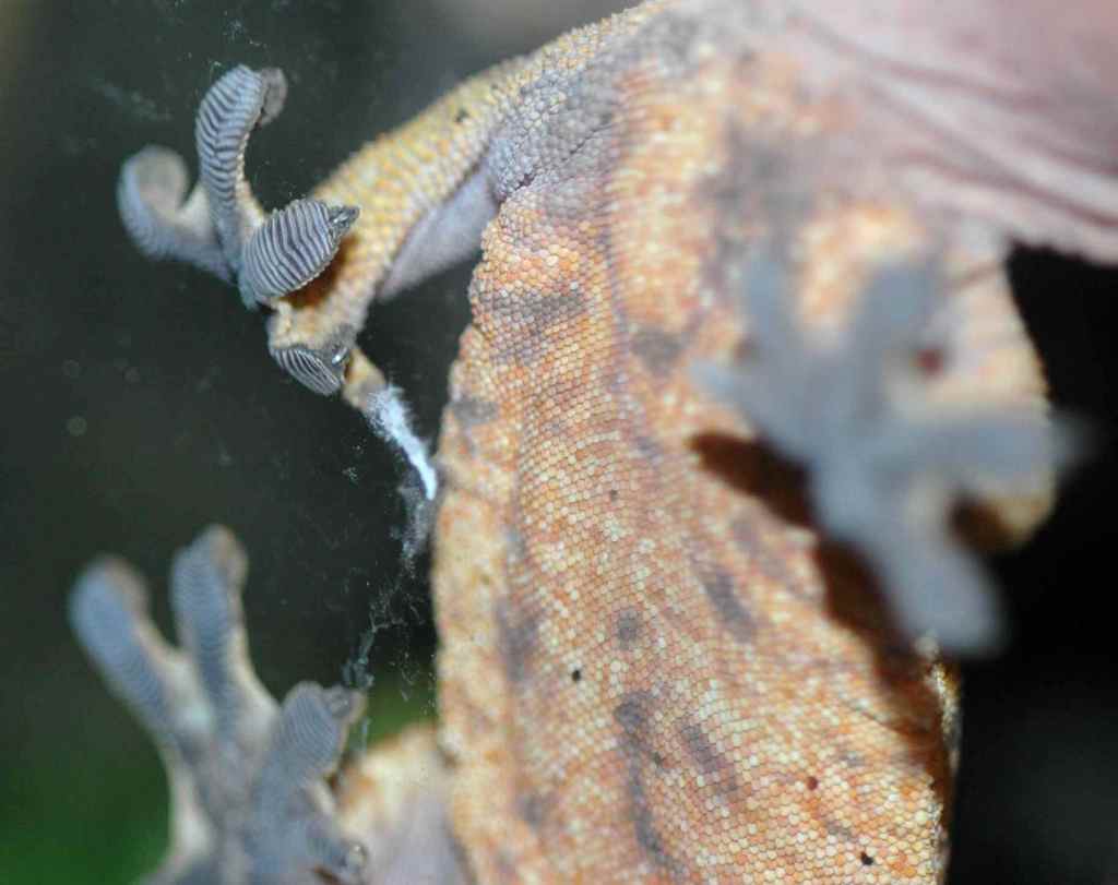 How do geckos stick? | Tough Little Birds