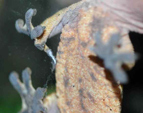 How do geckos stick? | Tough Little Birds