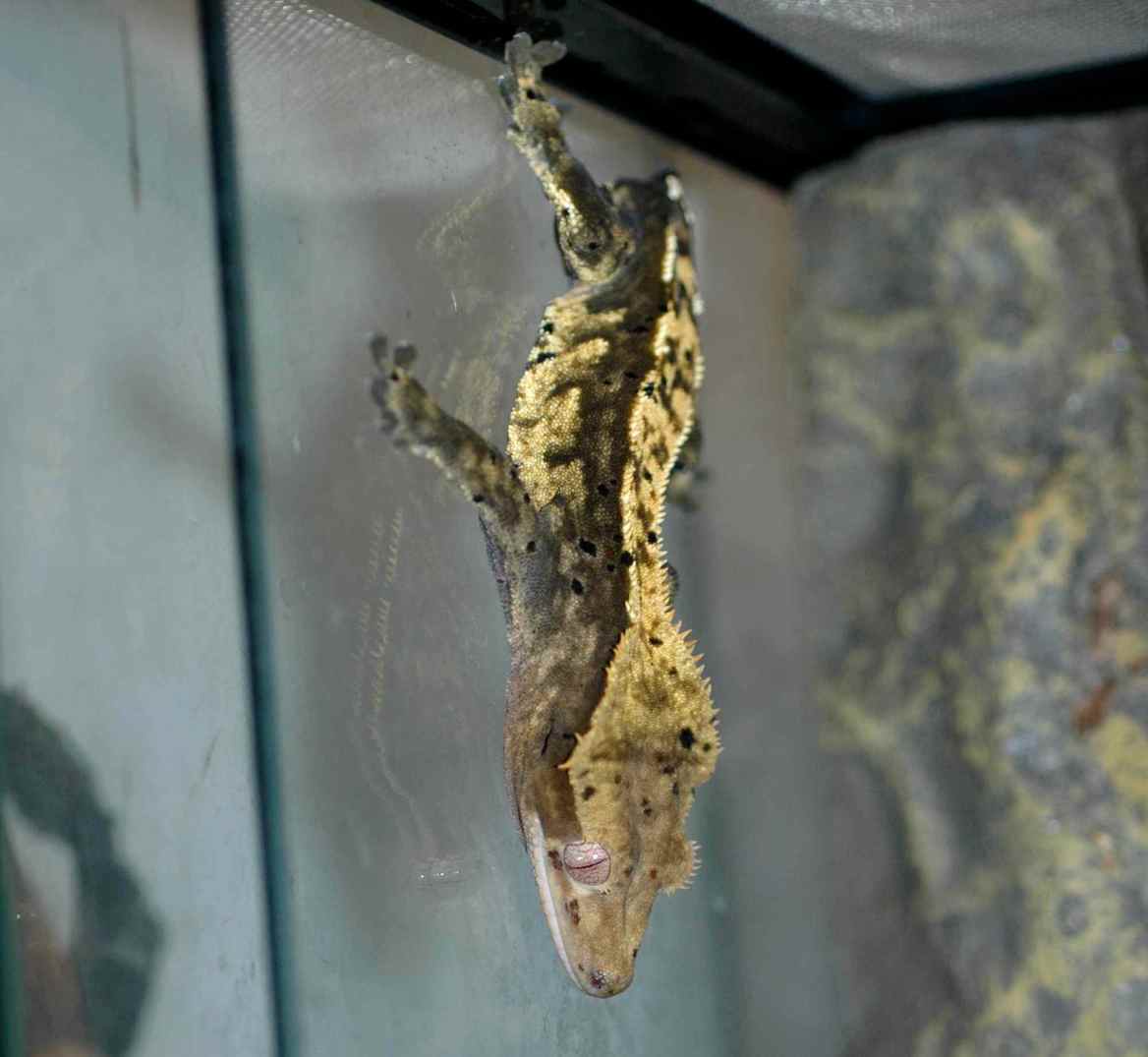 How do geckos stick? | Tough Little Birds