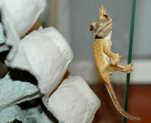 How do geckos stick? | Tough Little Birds