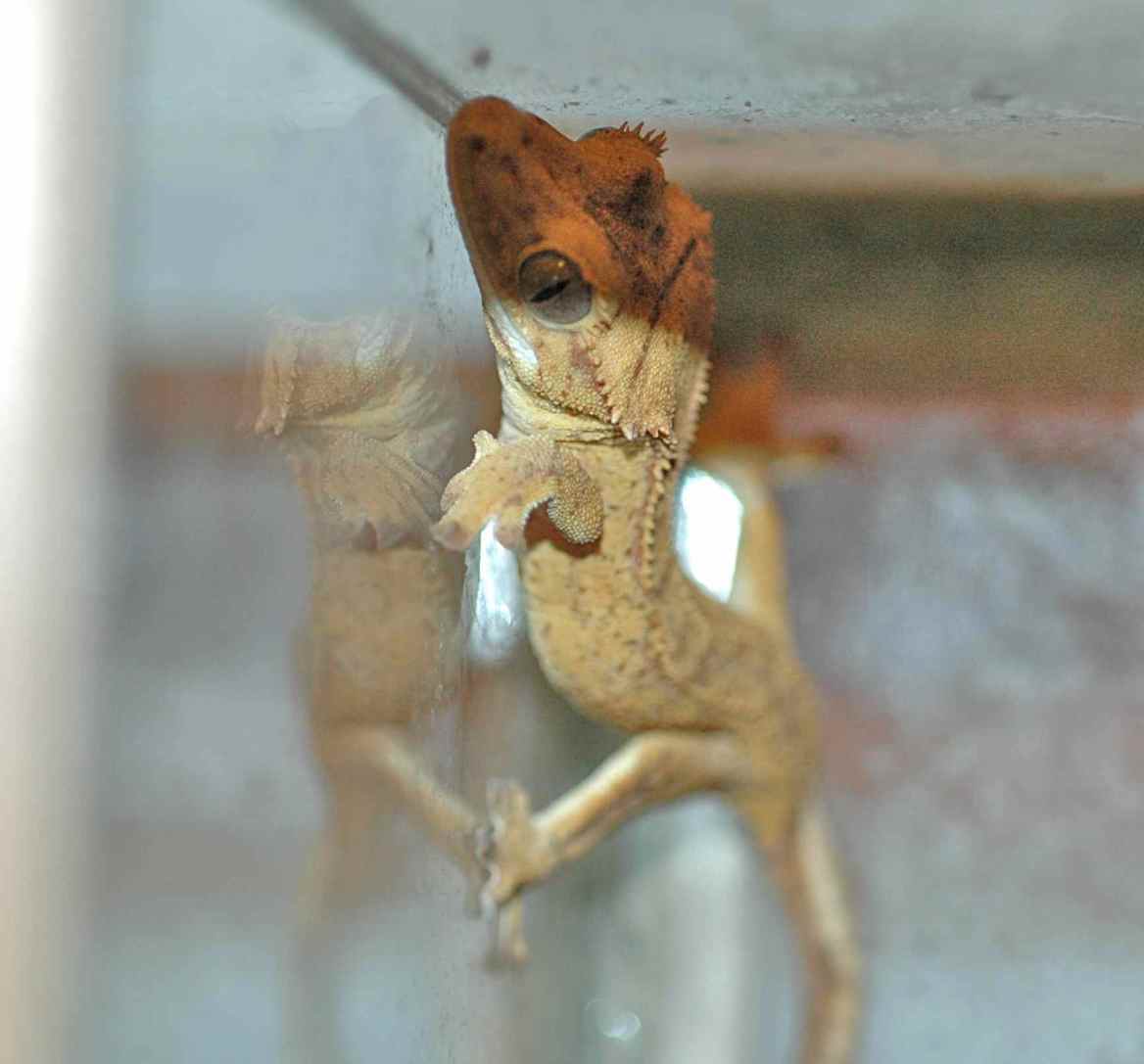 How do geckos stick? | Tough Little Birds