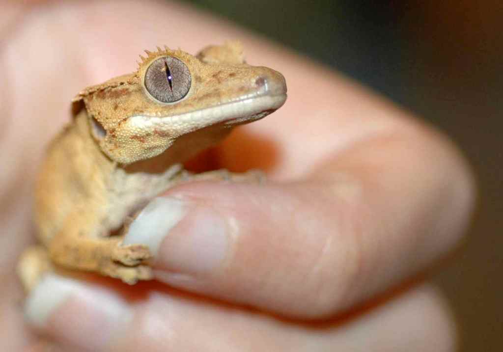How do geckos stick? | Tough Little Birds