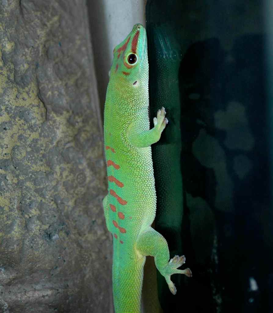 How do geckos stick? | Tough Little Birds