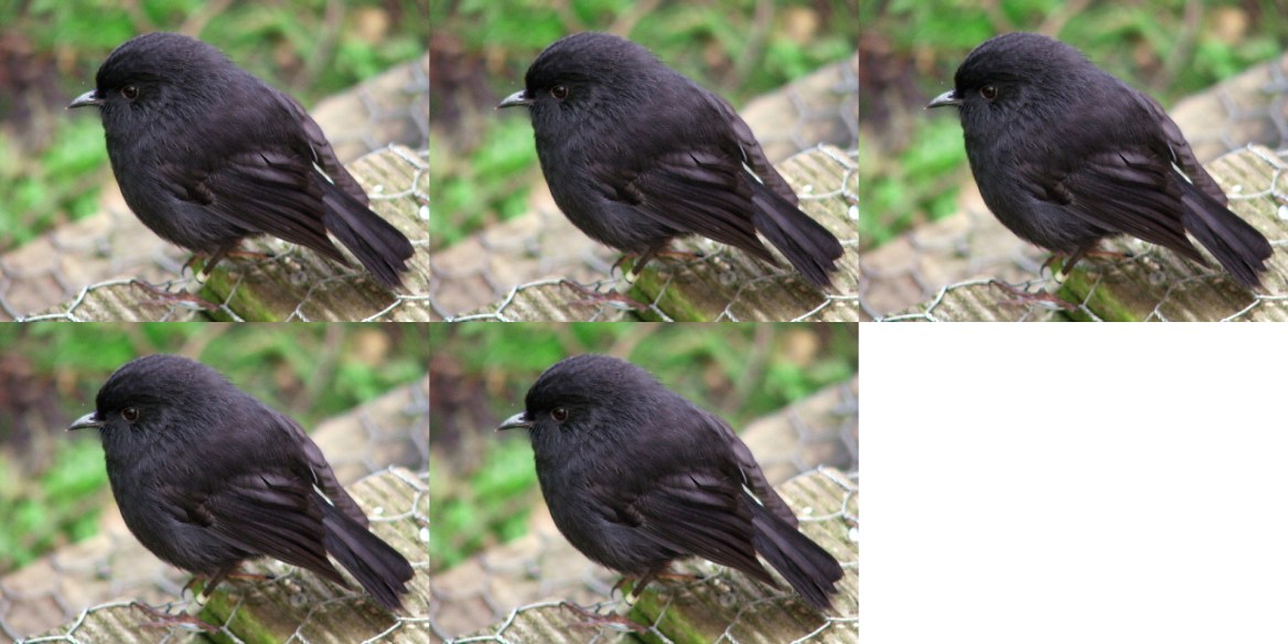 The incredible story of the Black Robin | Tough Little Birds