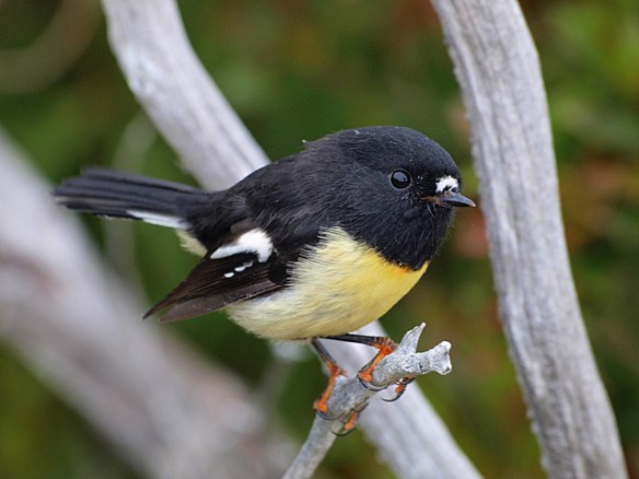 The incredible story of the Black Robin | Tough Little Birds