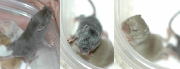 Genetics is complicated: mouse edition | Tough Little Birds