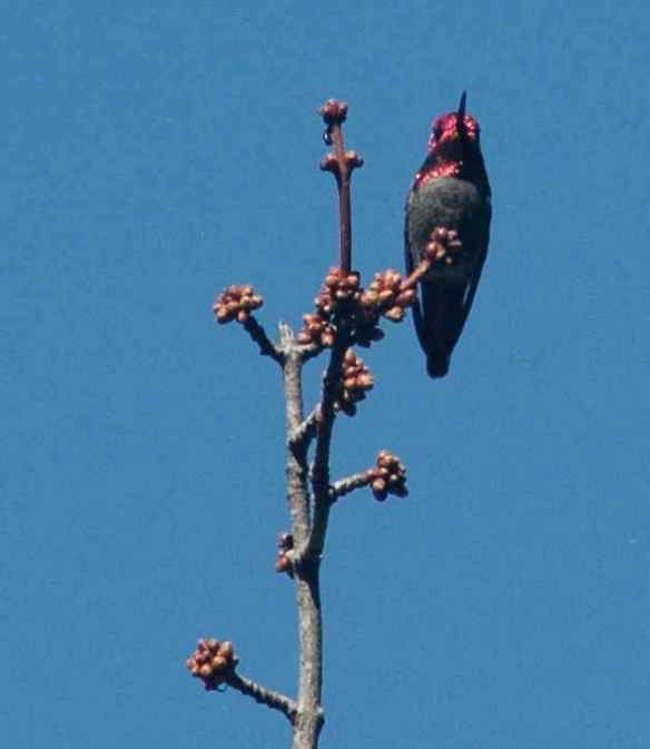 What bird colors can tell you | Tough Little Birds