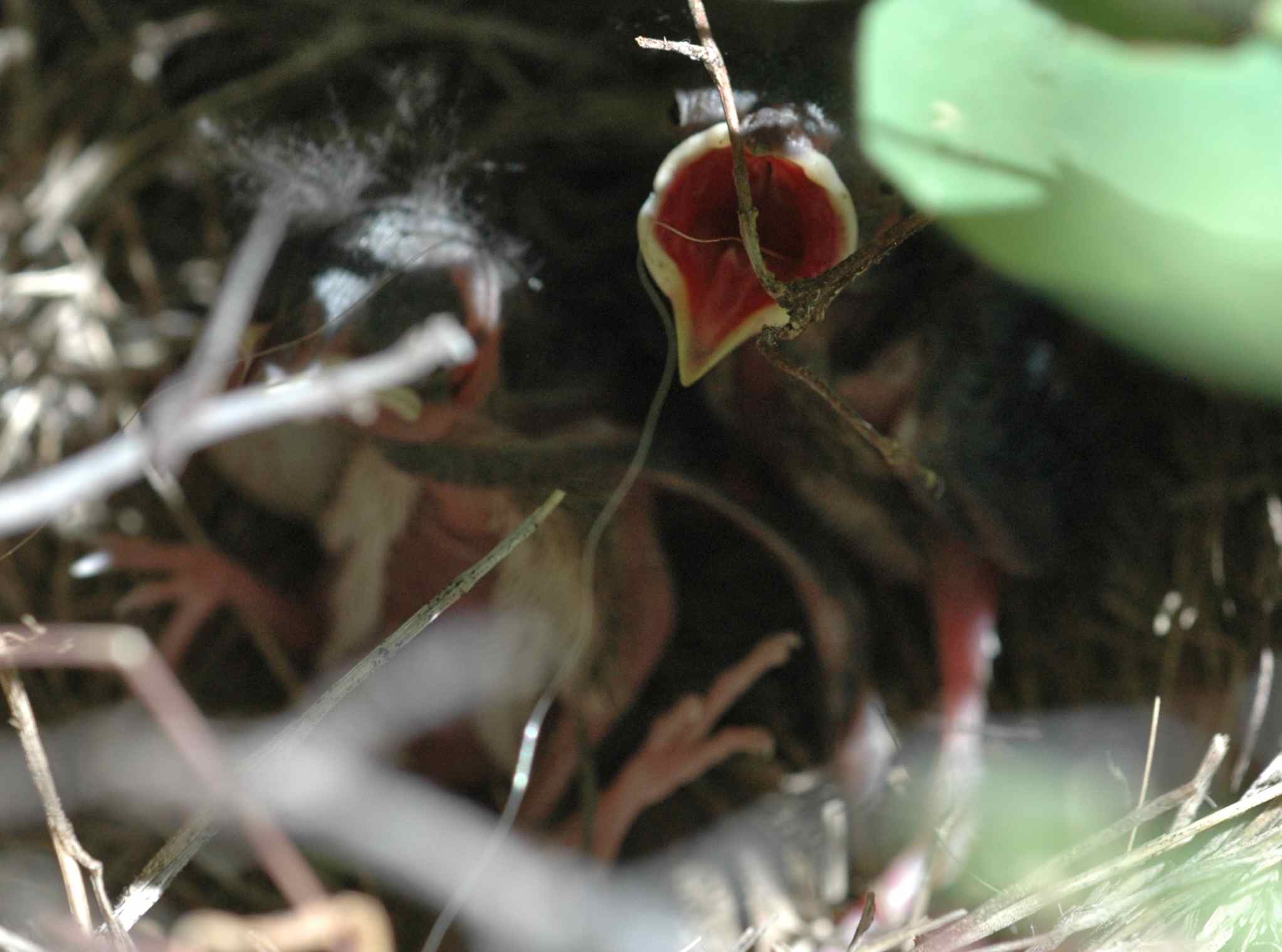 Say “aah” | Tough Little Birds