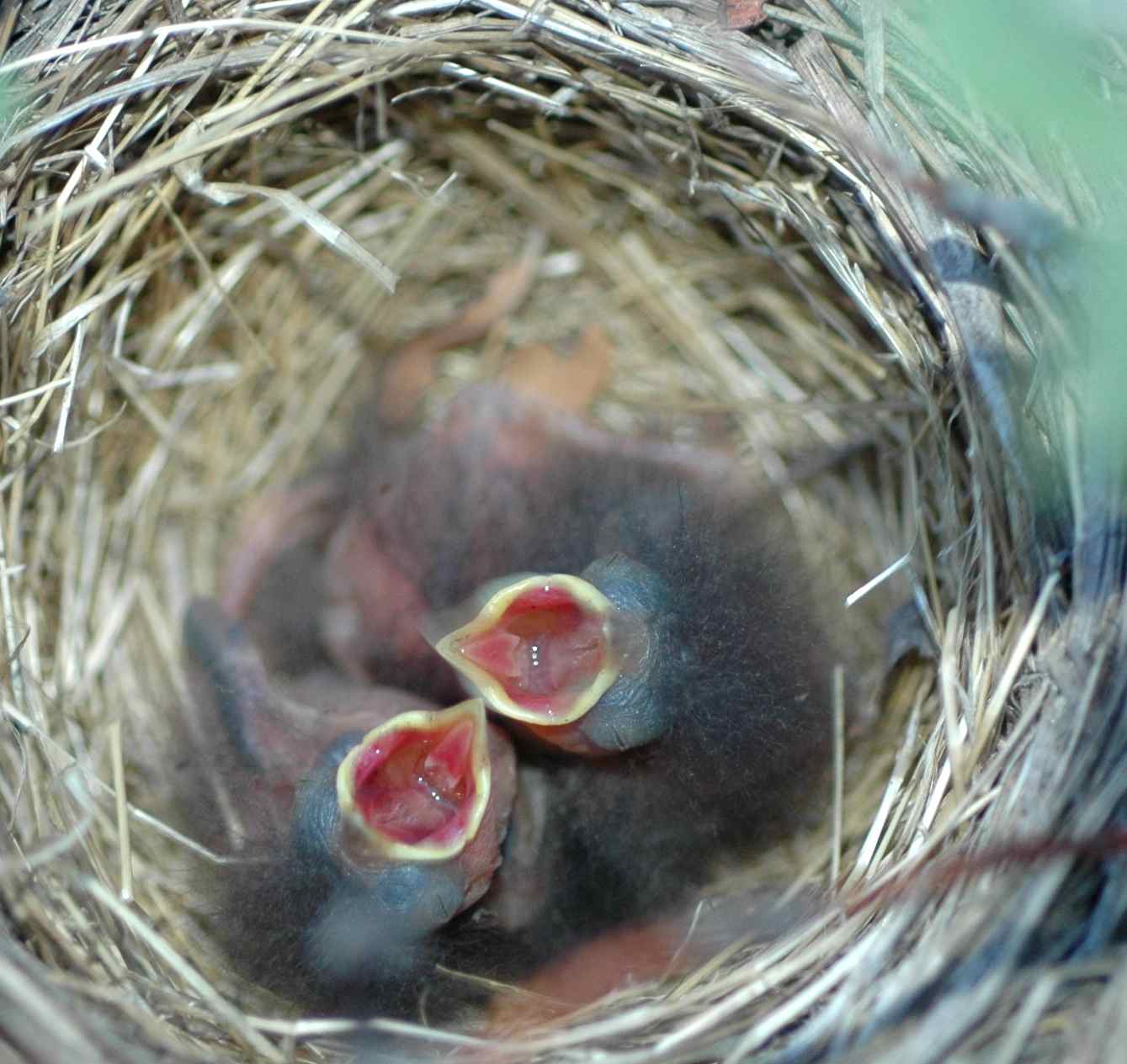 Say “aah” | Tough Little Birds