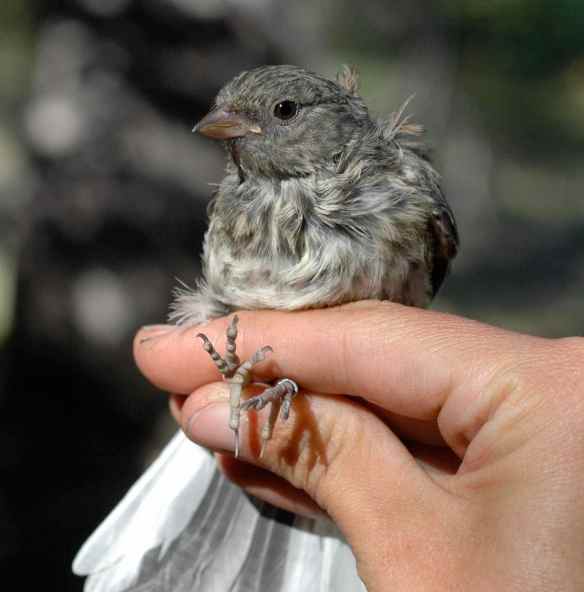 The fleeting beauty of the fall molt | Tough Little Birds