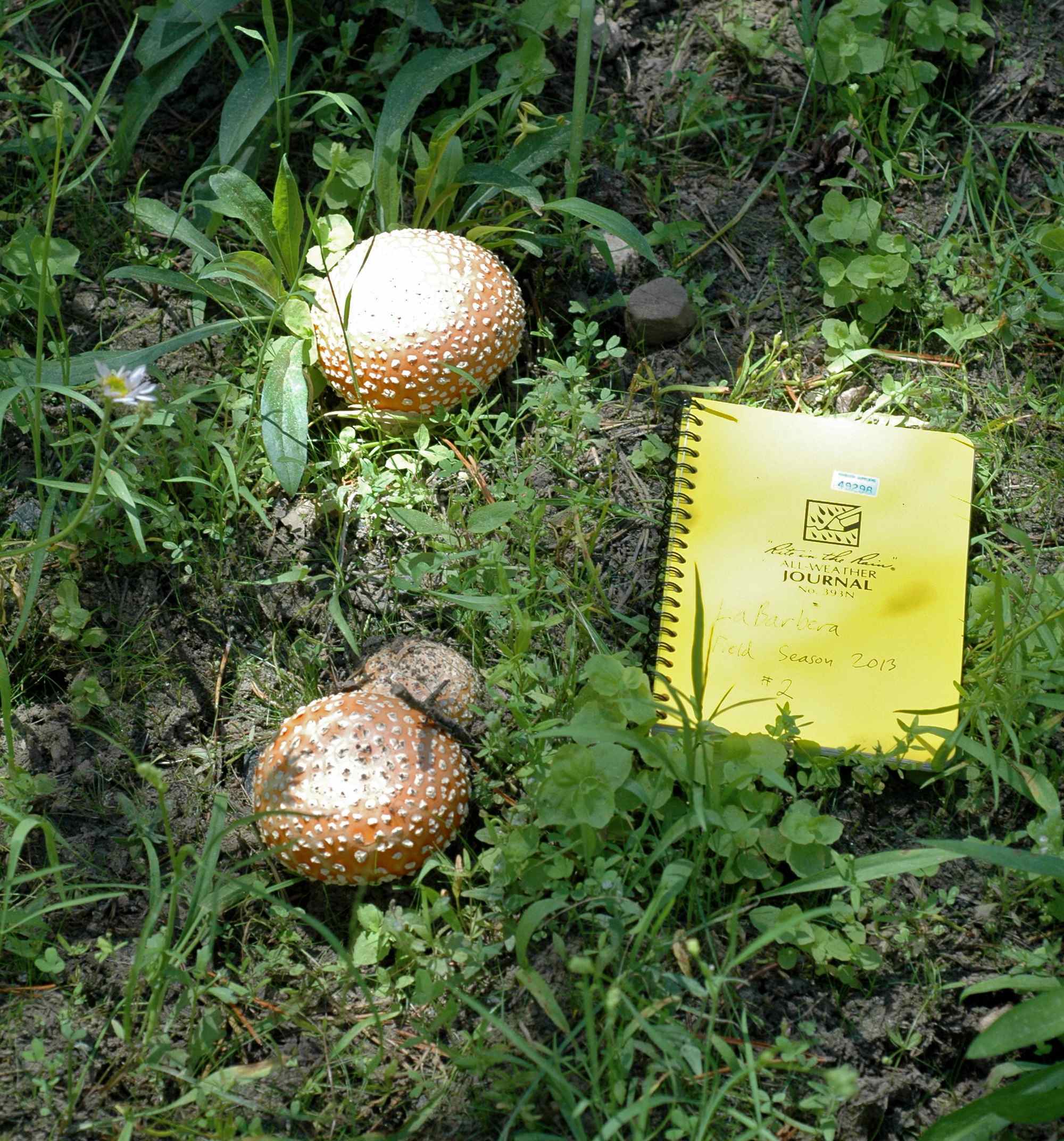 Spotty, squishy, and sweaty mushrooms of the field | Tough Little Birds
