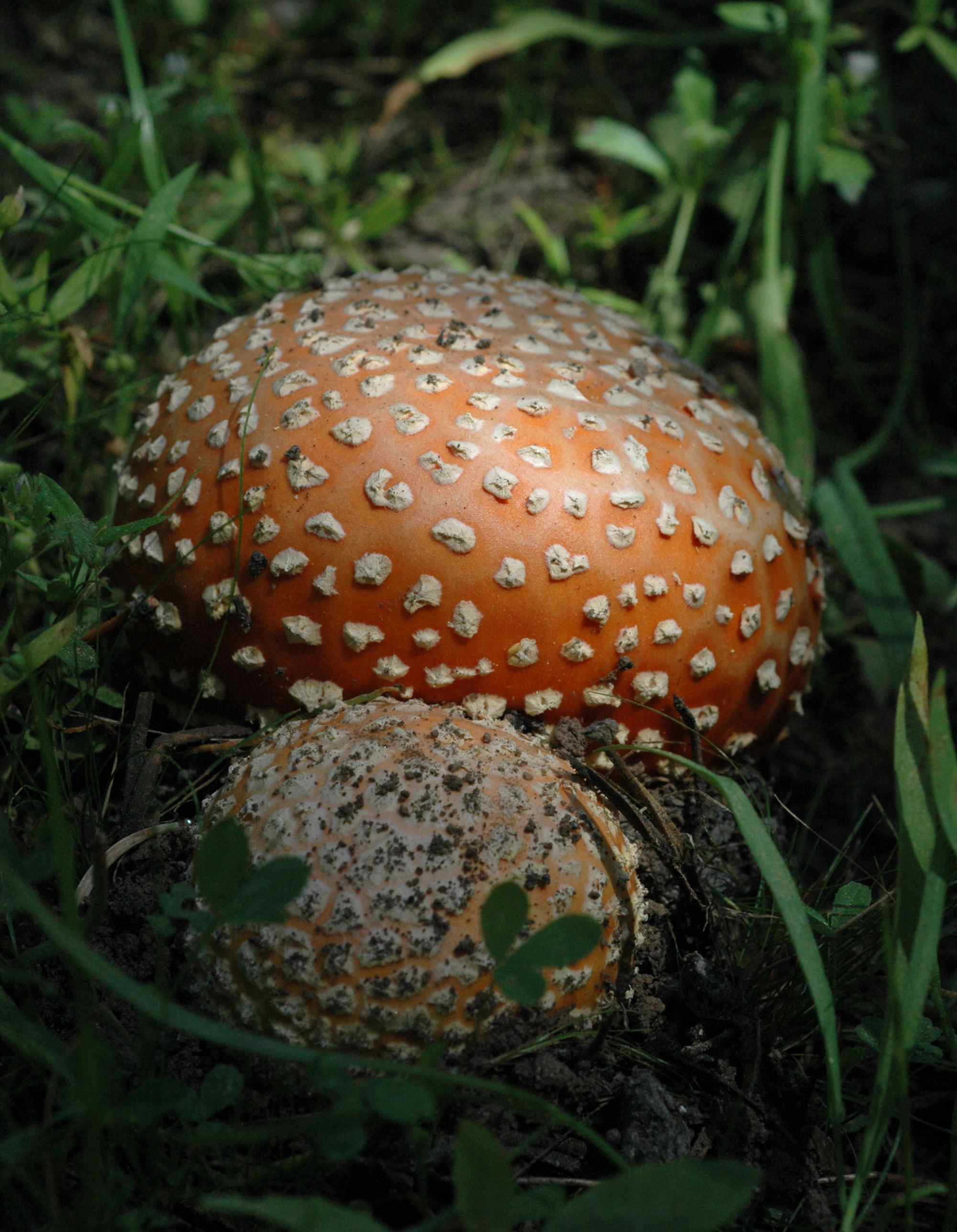 Spotty, squishy, and sweaty mushrooms of the field | Tough Little Birds