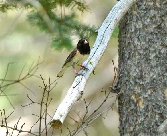 Funny-looking birds look like that for a reason | Tough Little Birds