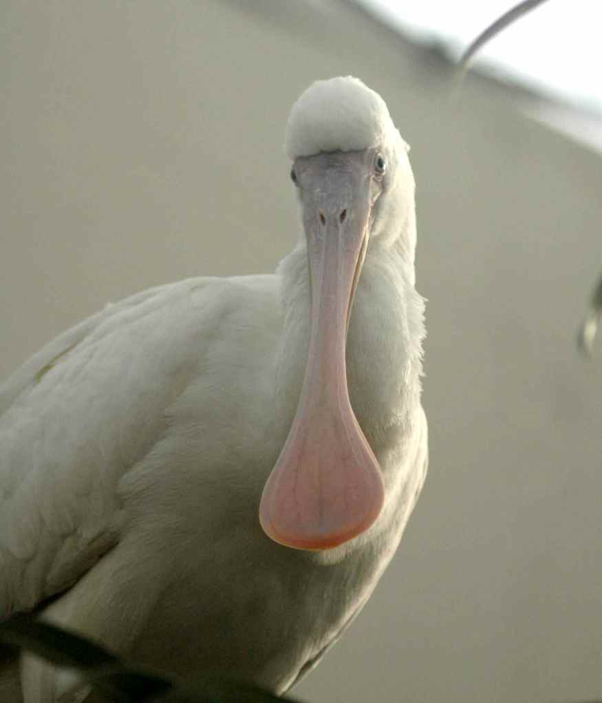Funny-looking birds look like that for a reason | Tough Little Birds