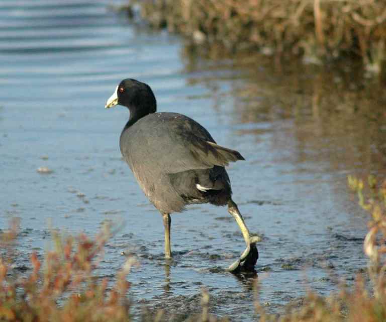 Funny-looking birds look like that for a reason | Tough Little Birds
