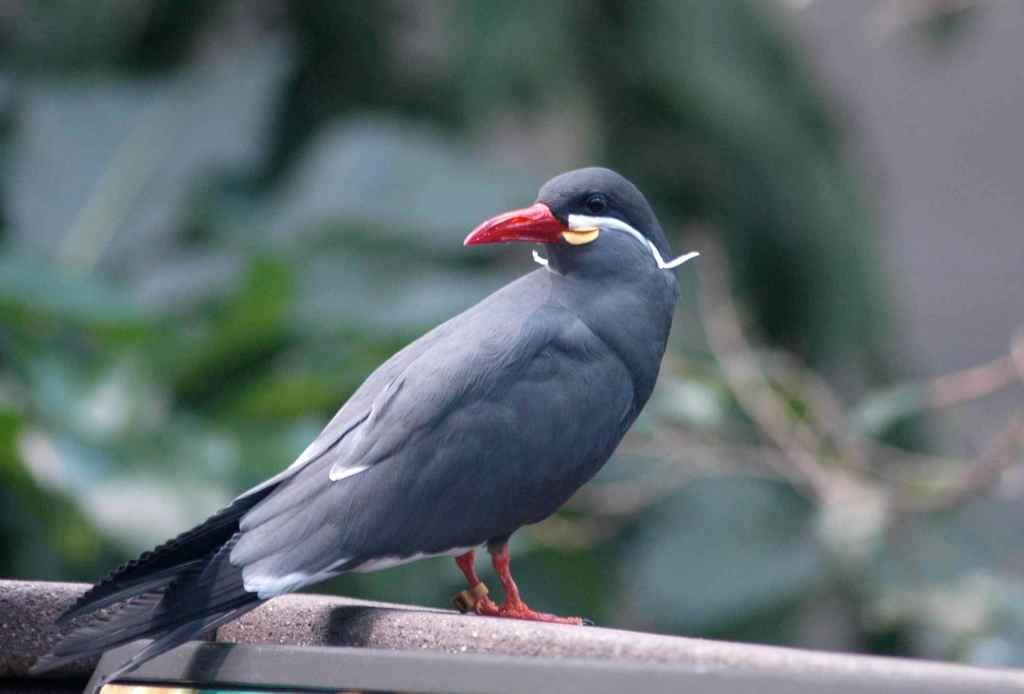 Funny-looking birds look like that for a reason | Tough Little Birds