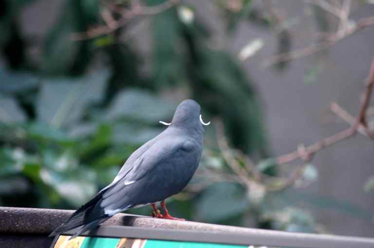 Funny-looking birds look like that for a reason | Tough Little Birds