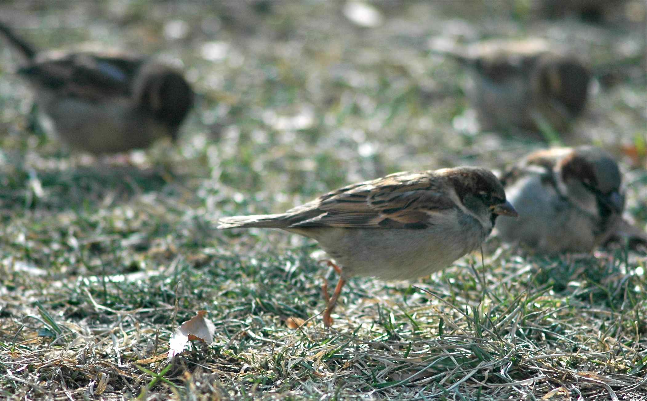 Why birds bob their heads | Tough Little Birds