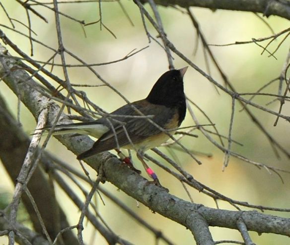 “Ordinary Extraordinary Junco” and the wider world of juncos | Tough ...