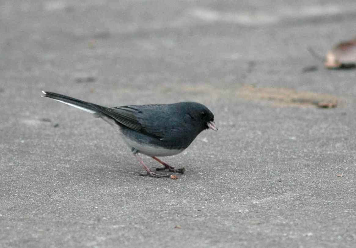 “Ordinary Extraordinary Junco” and the wider world of juncos | Tough ...