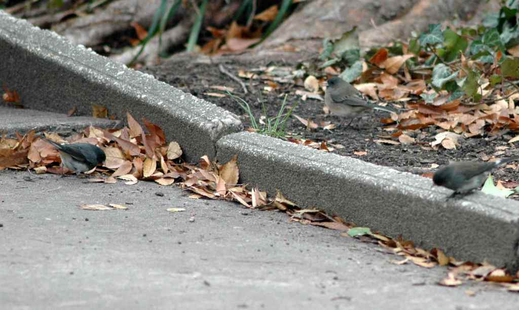 “Ordinary Extraordinary Junco” and the wider world of juncos | Tough ...