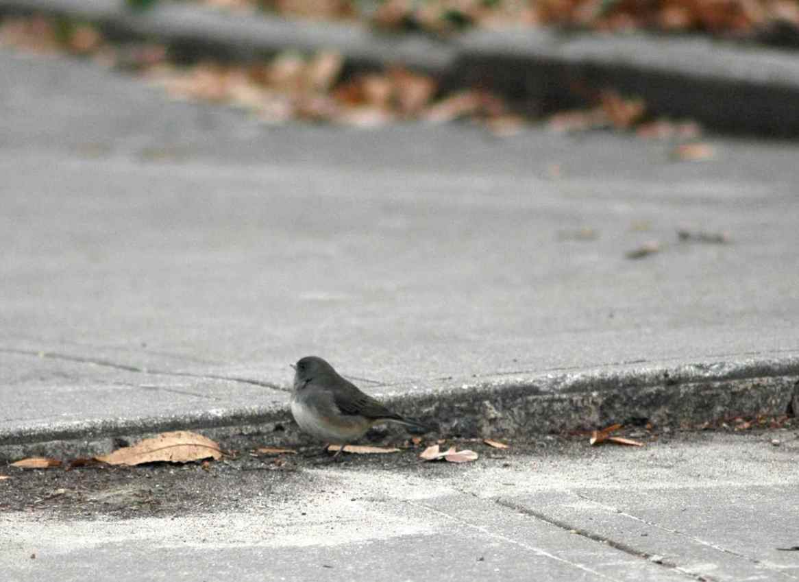 “Ordinary Extraordinary Junco” and the wider world of juncos | Tough ...