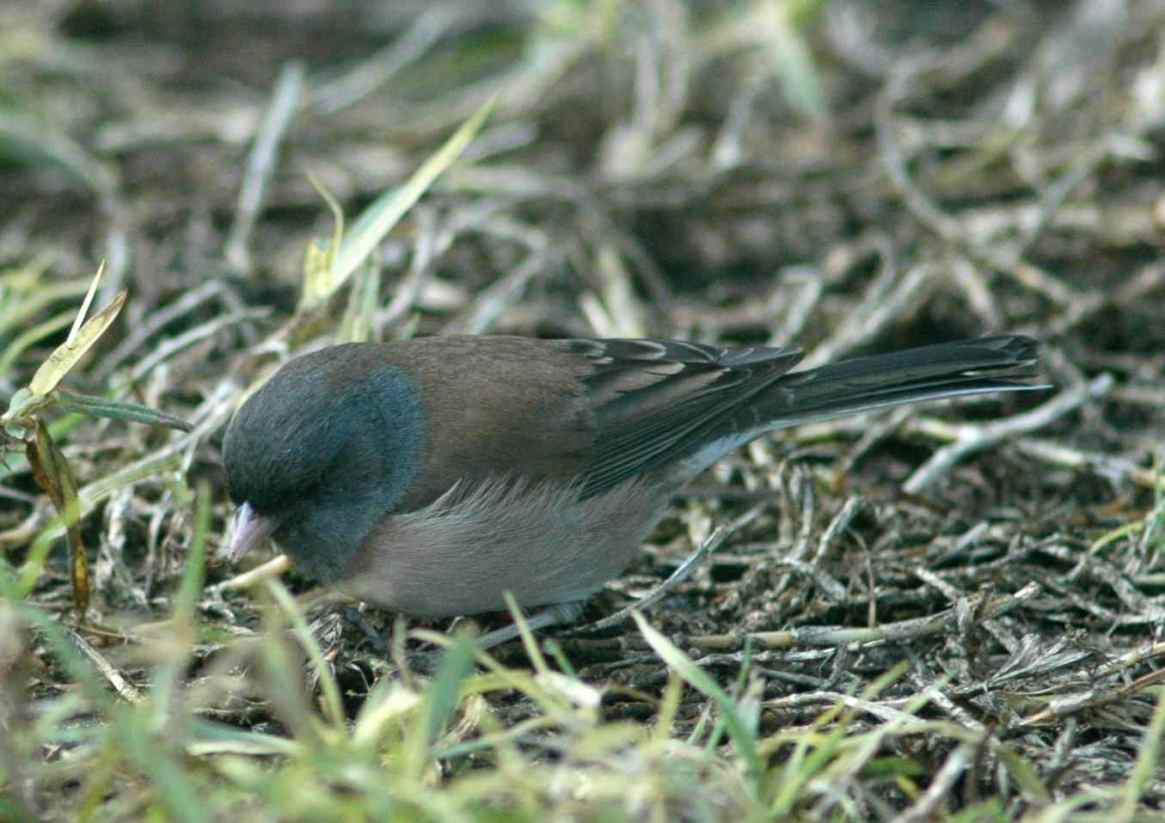 “Ordinary Extraordinary Junco” and the wider world of juncos | Tough ...