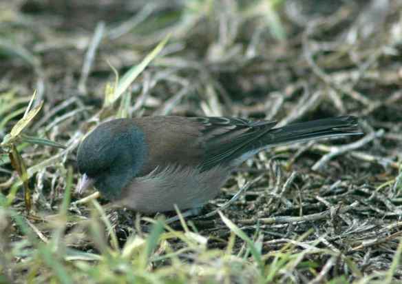 “Ordinary Extraordinary Junco” and the wider world of juncos | Tough ...