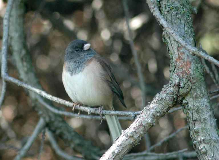 “Ordinary Extraordinary Junco” and the wider world of juncos | Tough ...