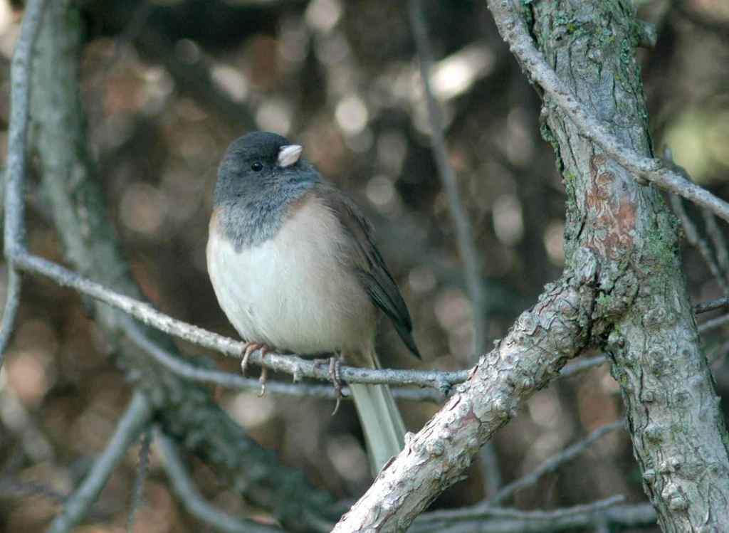 “Ordinary Extraordinary Junco” and the wider world of juncos | Tough ...
