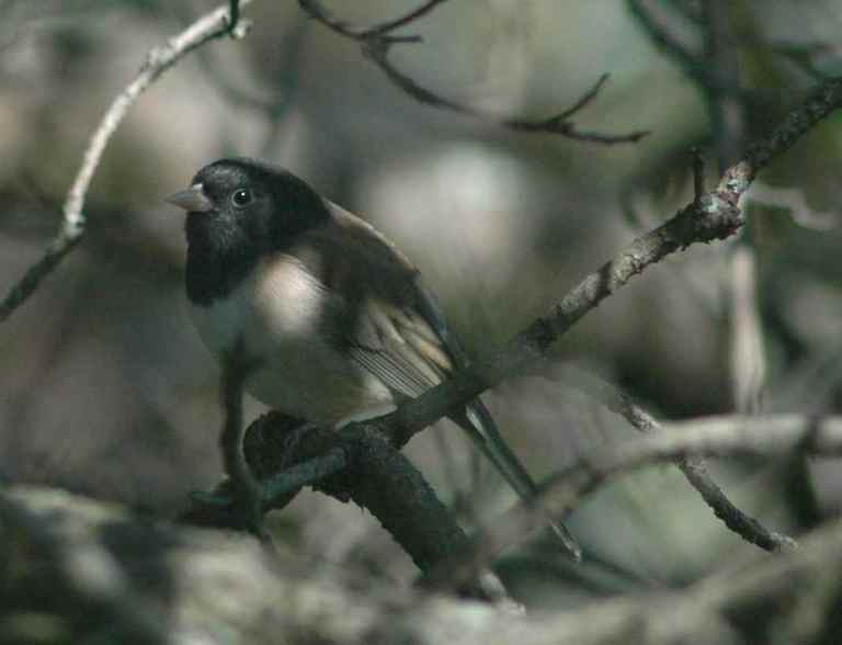 “Ordinary Extraordinary Junco” and the wider world of juncos | Tough ...
