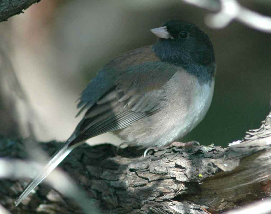 “Ordinary Extraordinary Junco” and the wider world of juncos | Tough ...