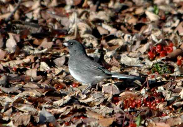 “Ordinary Extraordinary Junco” and the wider world of juncos | Tough ...