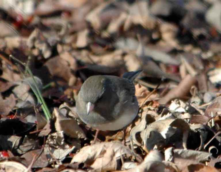 “Ordinary Extraordinary Junco” and the wider world of juncos | Tough ...