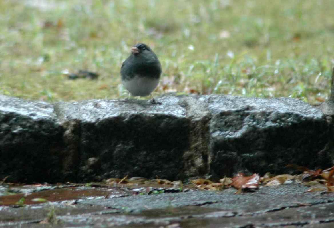 “Ordinary Extraordinary Junco” and the wider world of juncos | Tough ...