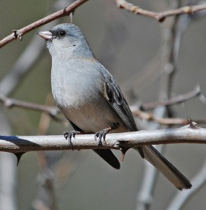 “Ordinary Extraordinary Junco” and the wider world of juncos | Tough ...